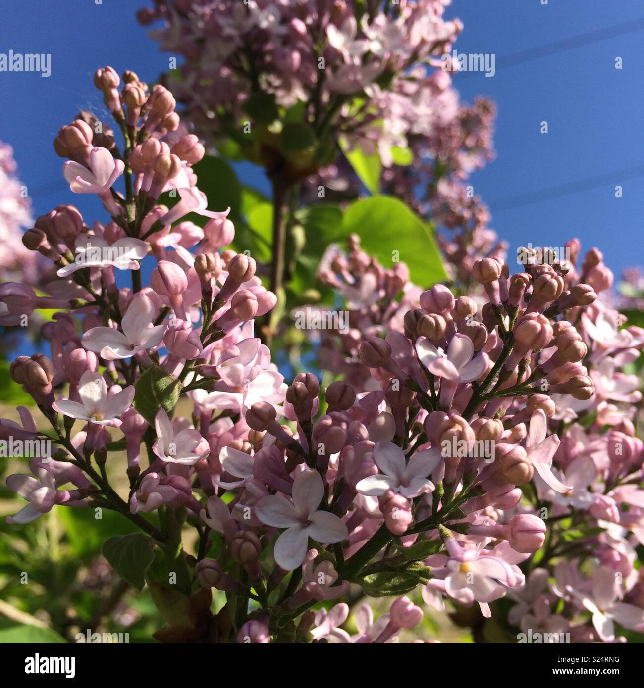 Lilacs tree hi-res stock photography and images - Alamy
