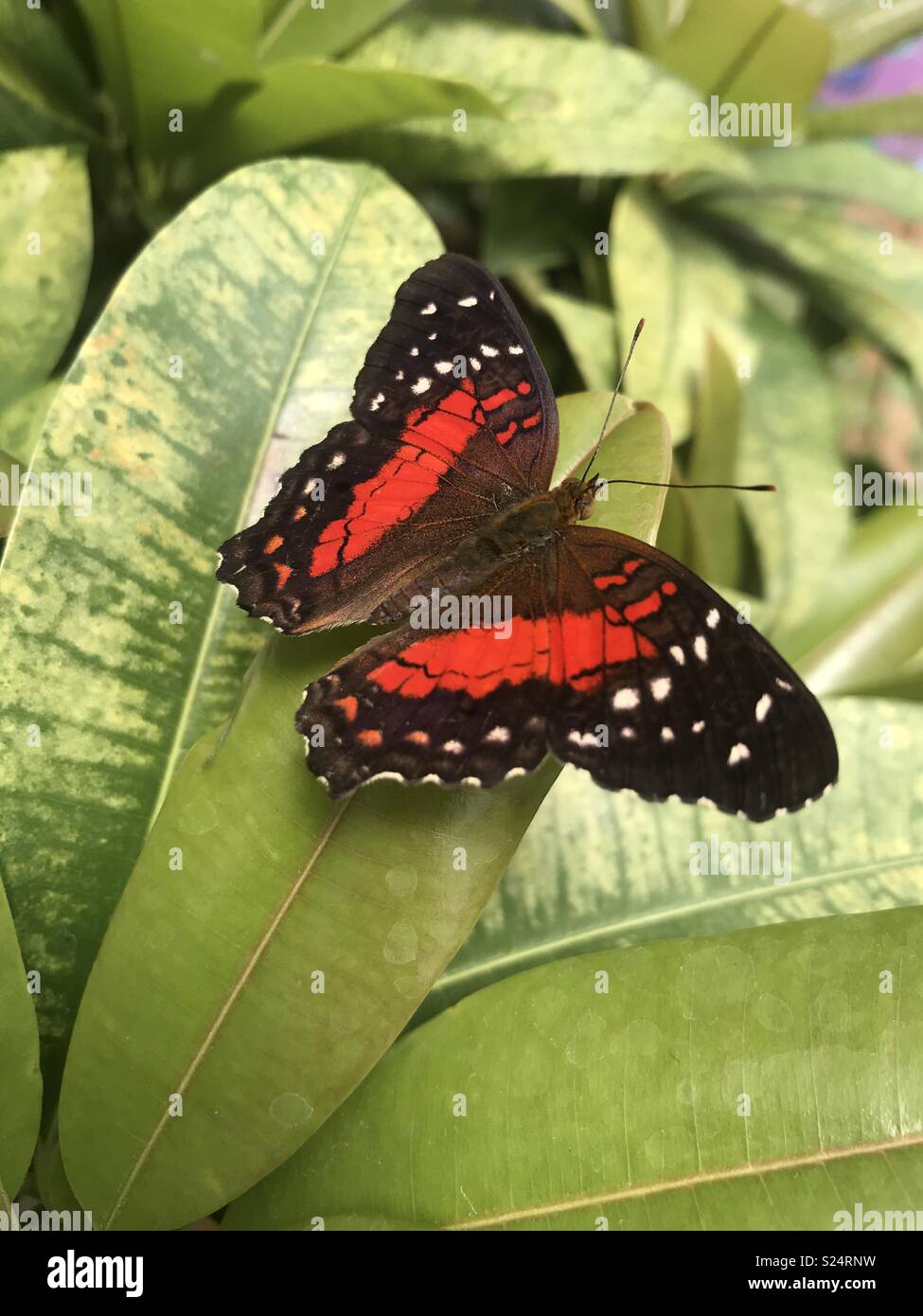 Beautiful butterflies hi-res stock photography and images - Alamy