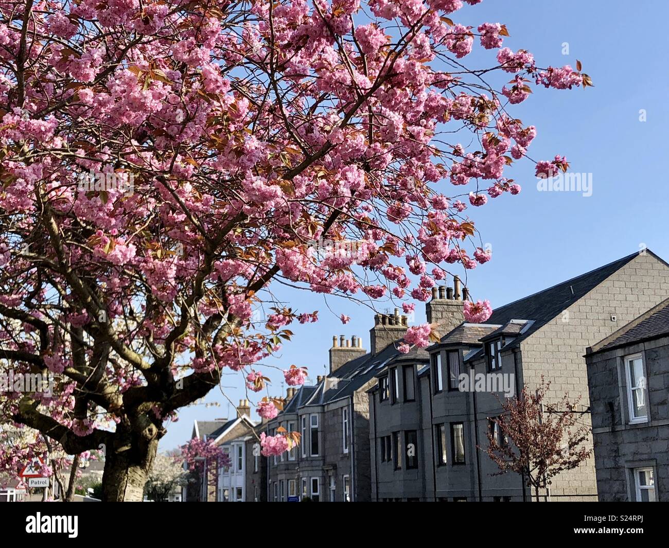 Cherry Blossoms, Aberdeen Stock Photo - Alamy