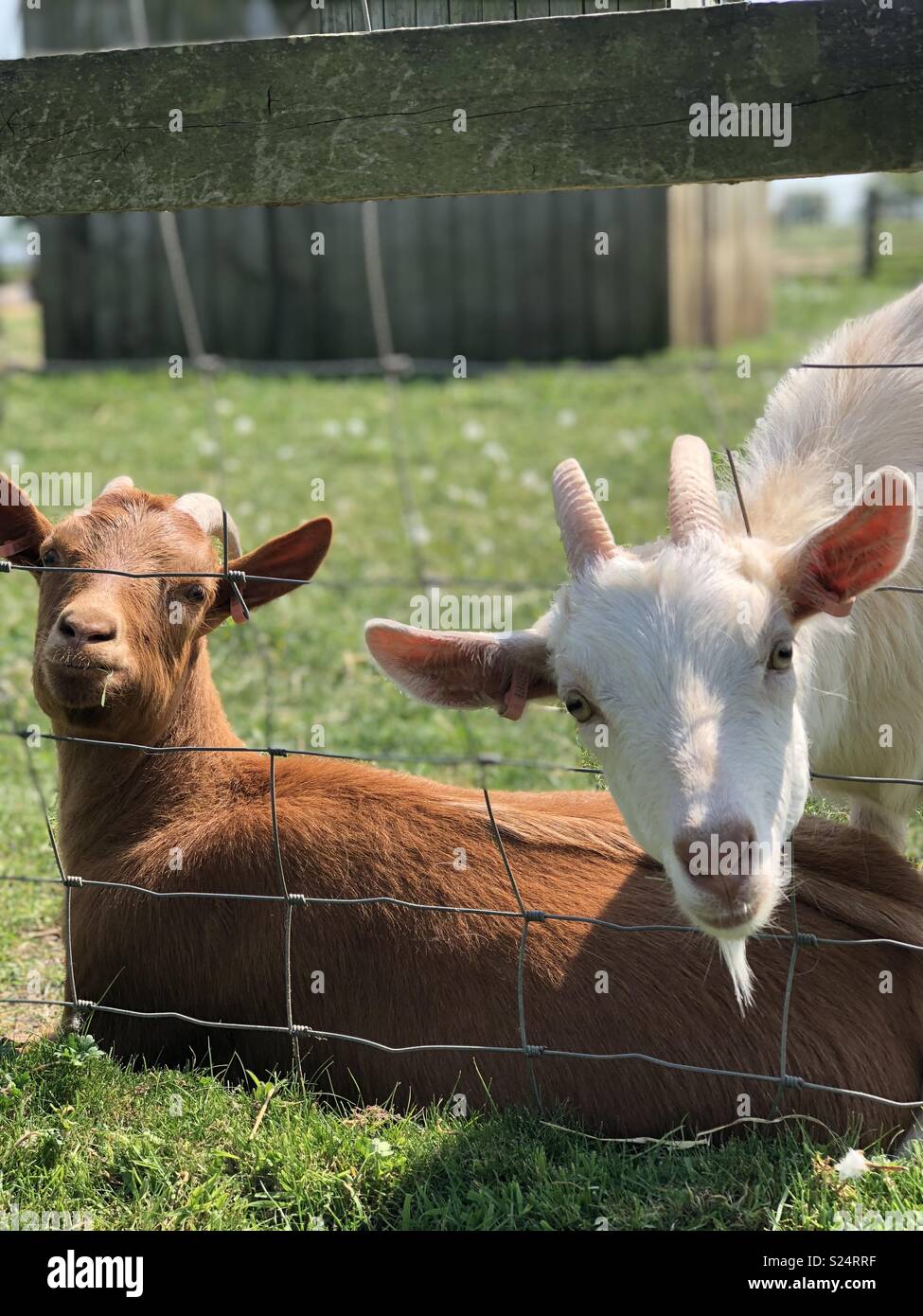 Red goats beard hi-res stock photography and images - Alamy