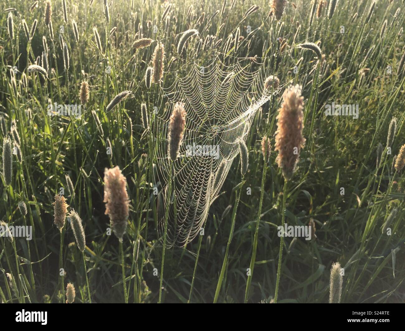 Spiders web in field Stock Photo - Alamy
