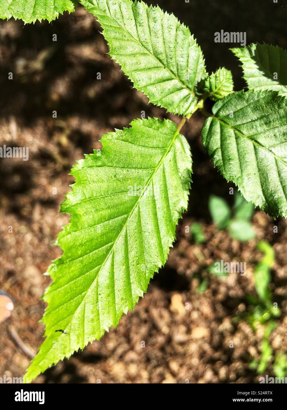 Spring leaves in a wood, England Stock Photo - Alamy
