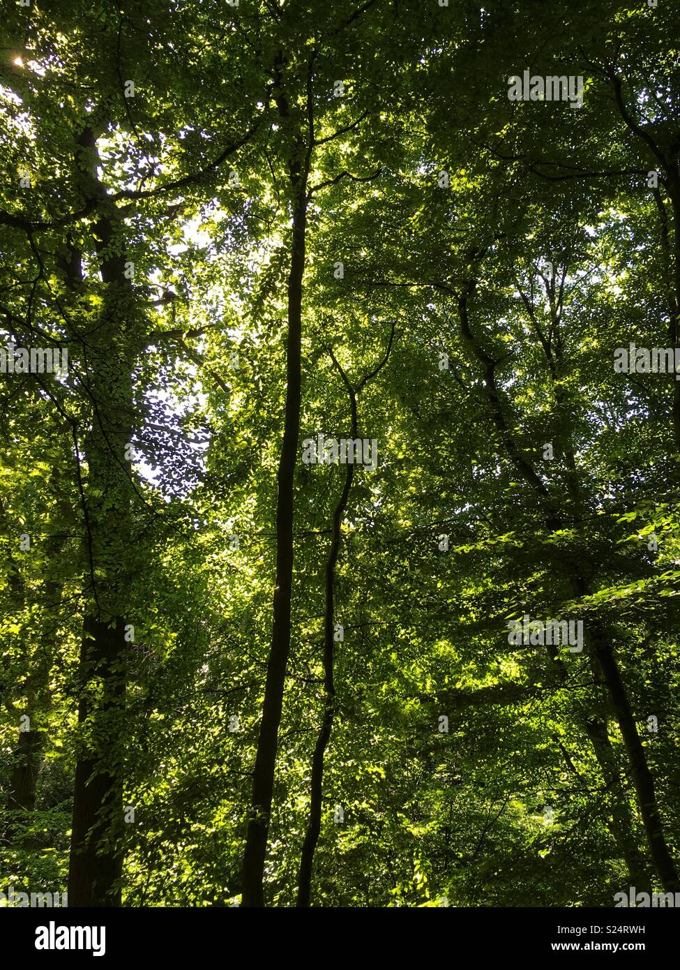 Coldfall Wood in London, England Stock Photo - Alamy