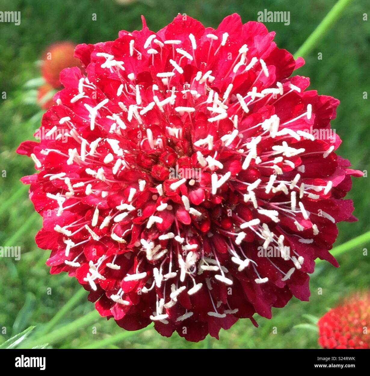 Red and white flower hi-res stock photography and images - Alamy