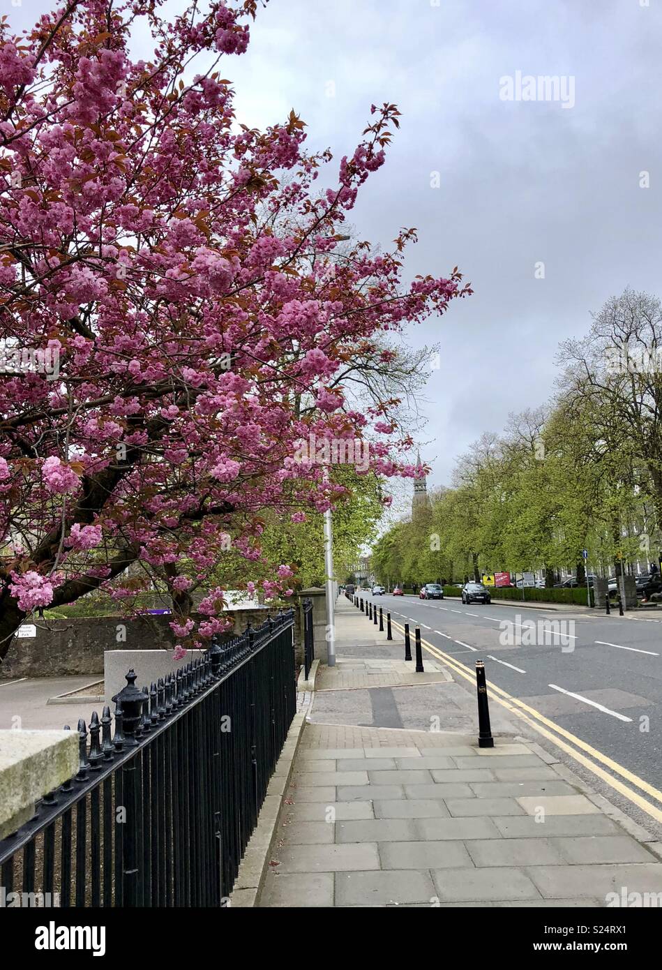 Cherry Blossoms and Spires, Aberdeen Stock Photo - Alamy