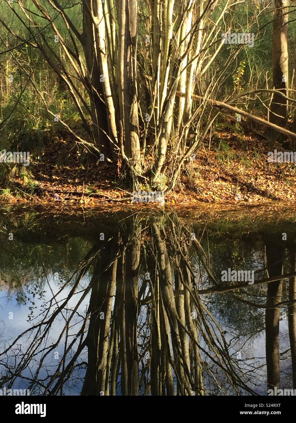 Reflection stillness hi-res stock photography and images - Alamy