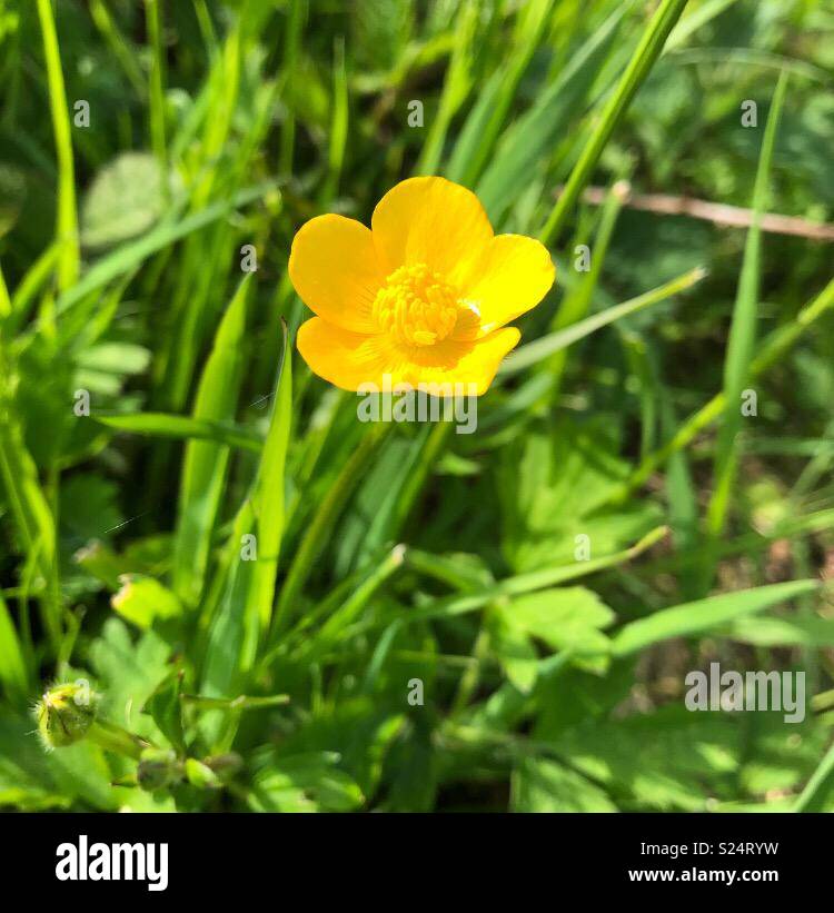 A alone buttercup Stock Photo - Alamy