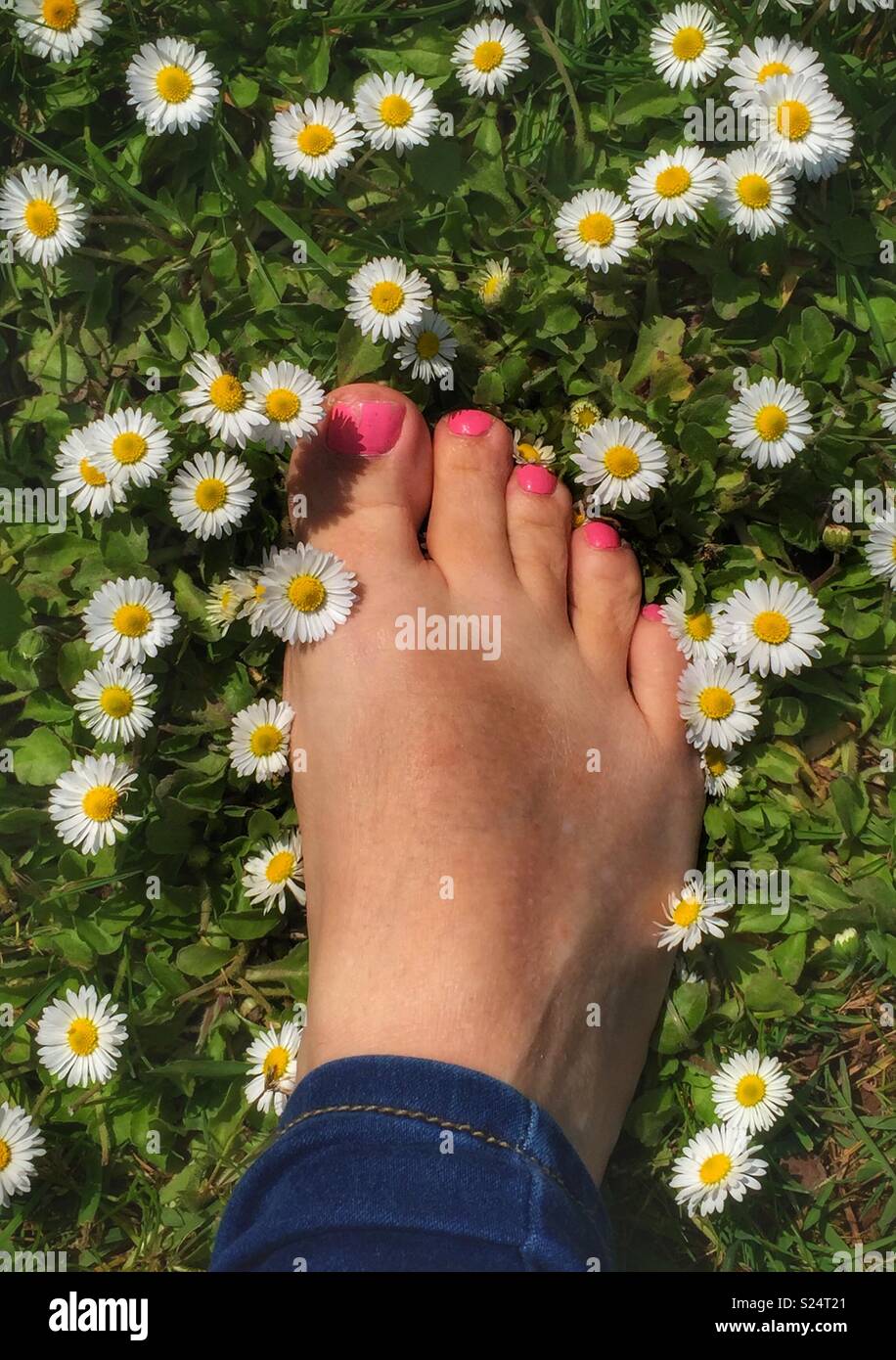 Polish daisy hi-res stock photography and images - Alamy