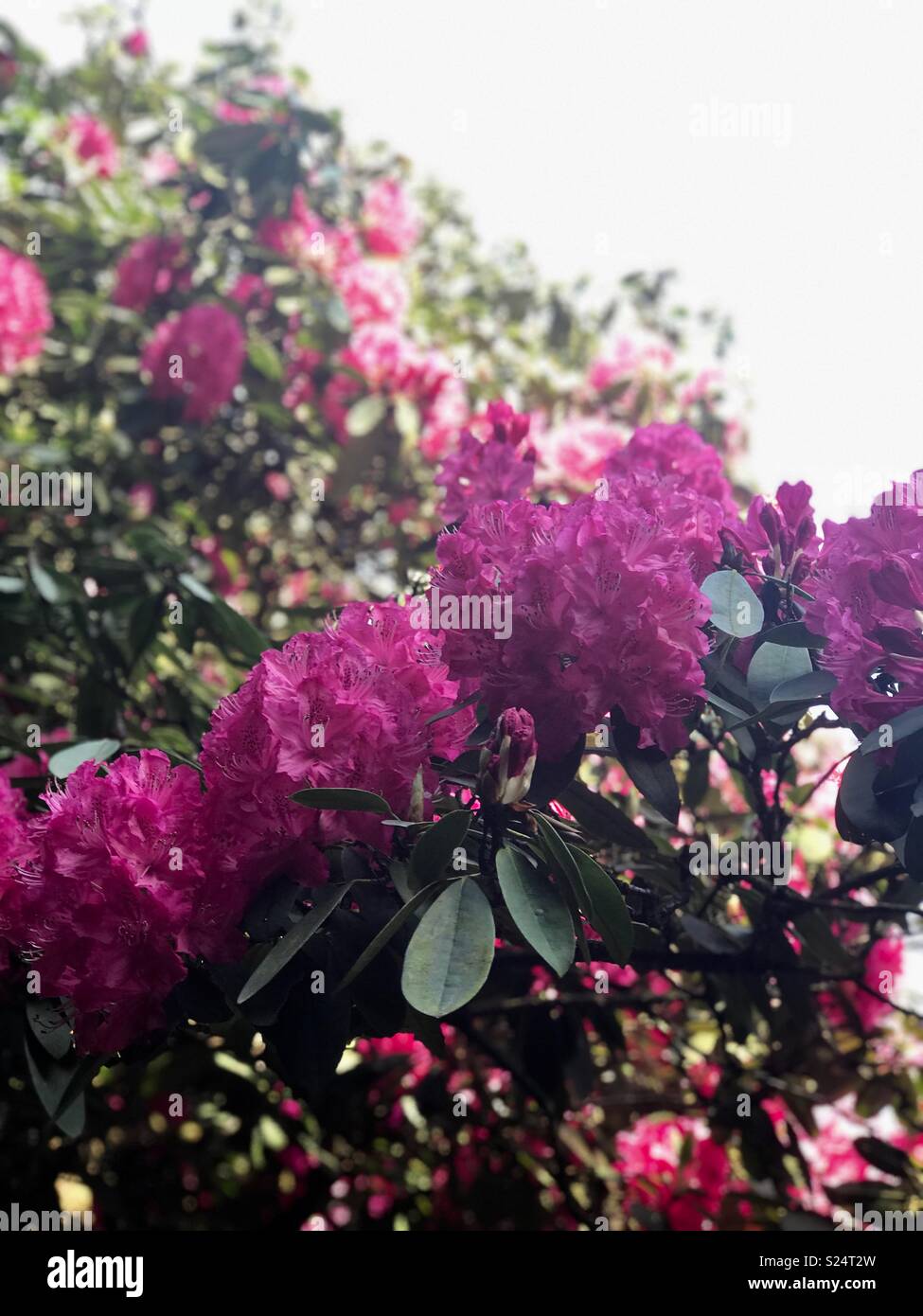 Tree of flowers Stock Photo - Alamy