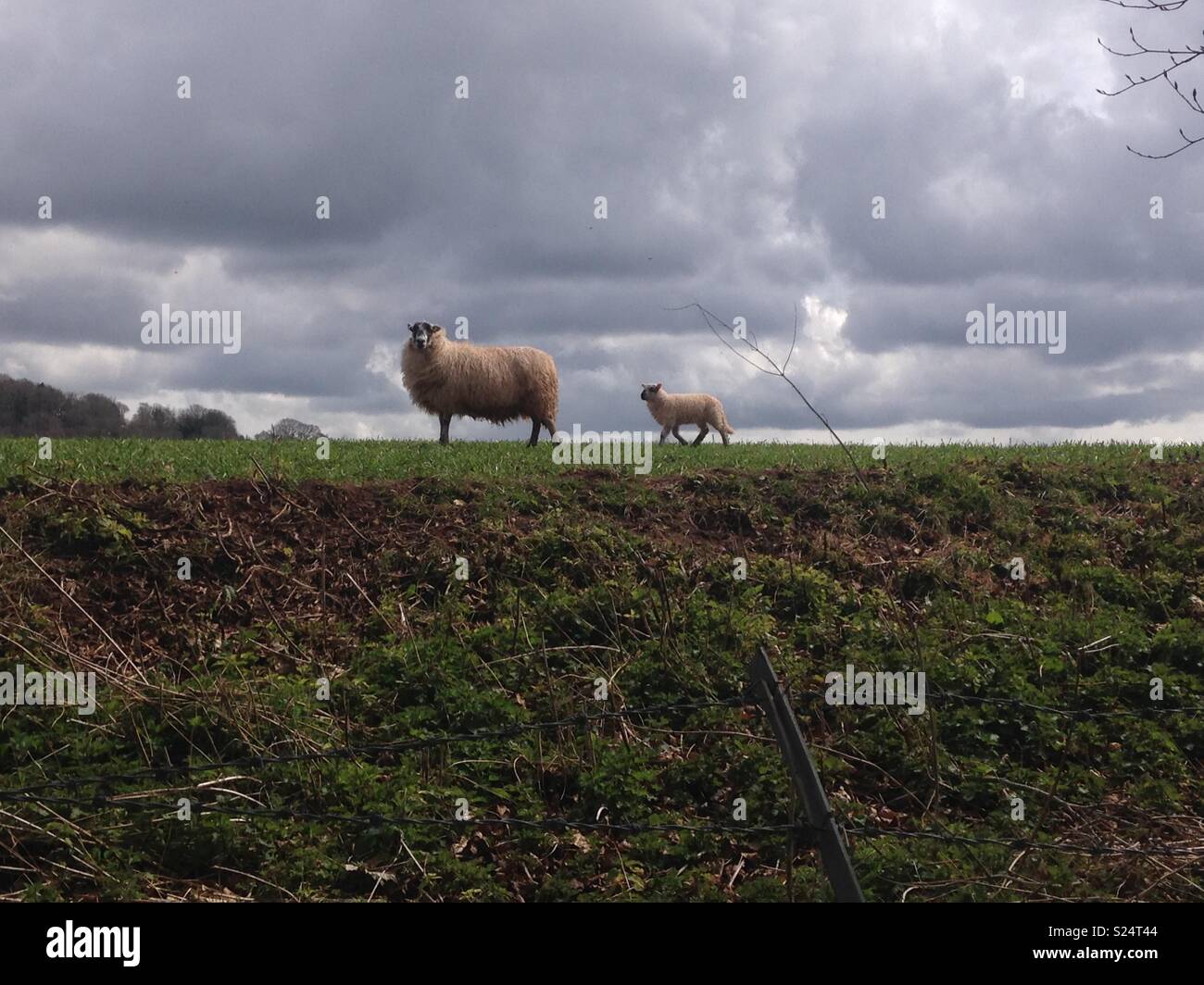 Landscape of goodrich castle hi-res stock photography and images - Alamy