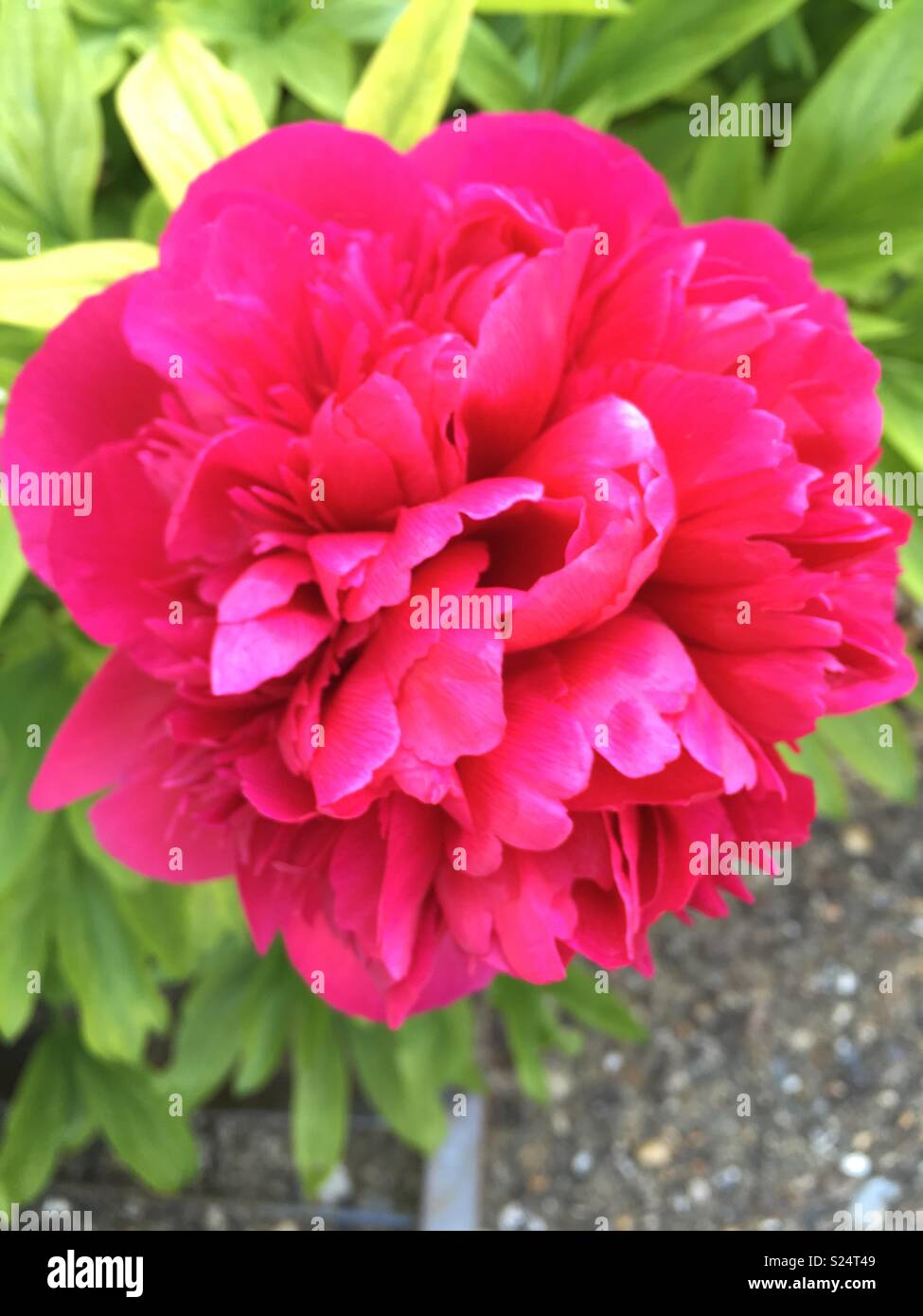 Bright red pink peony Stock Photo - Alamy