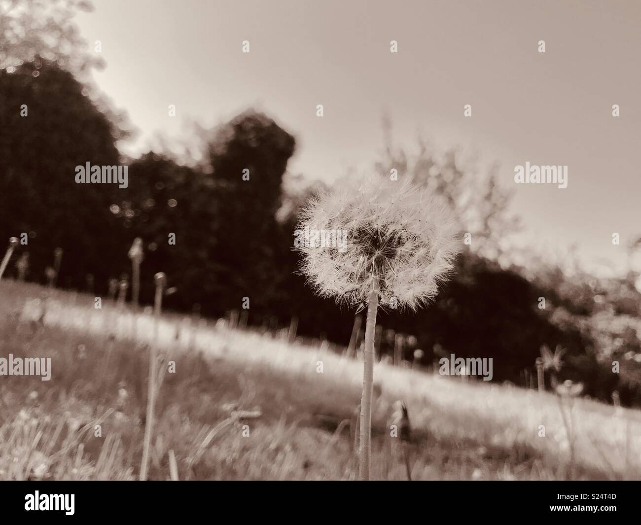 Dandelion Wishes Photography