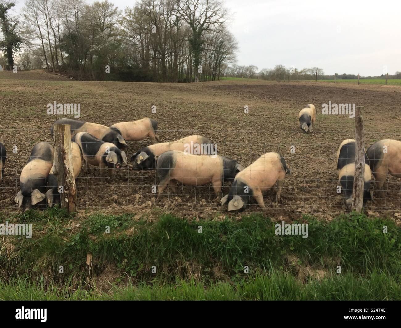 Pigs in field Stock Photo - Alamy
