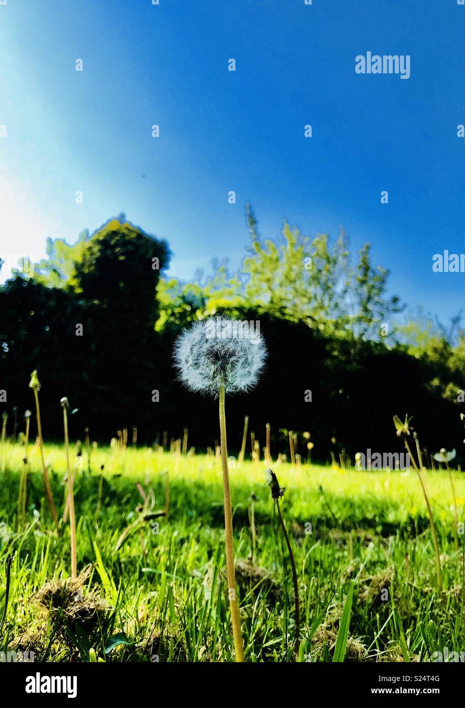 Dandelion in the sun Stock Photo - Alamy