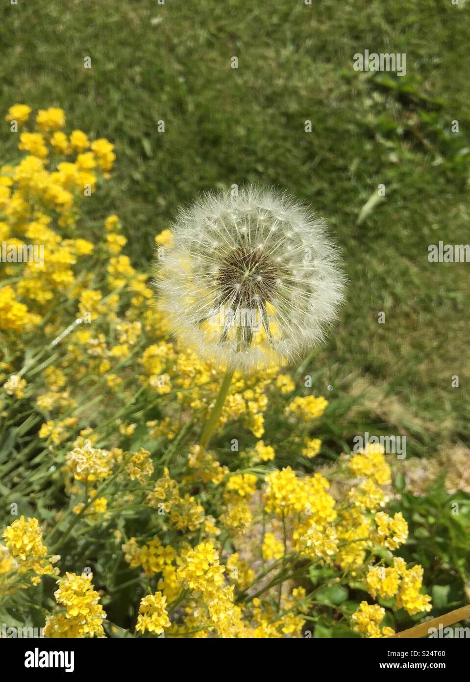 Dandelion clock seed head hi-res stock photography and images - Alamy