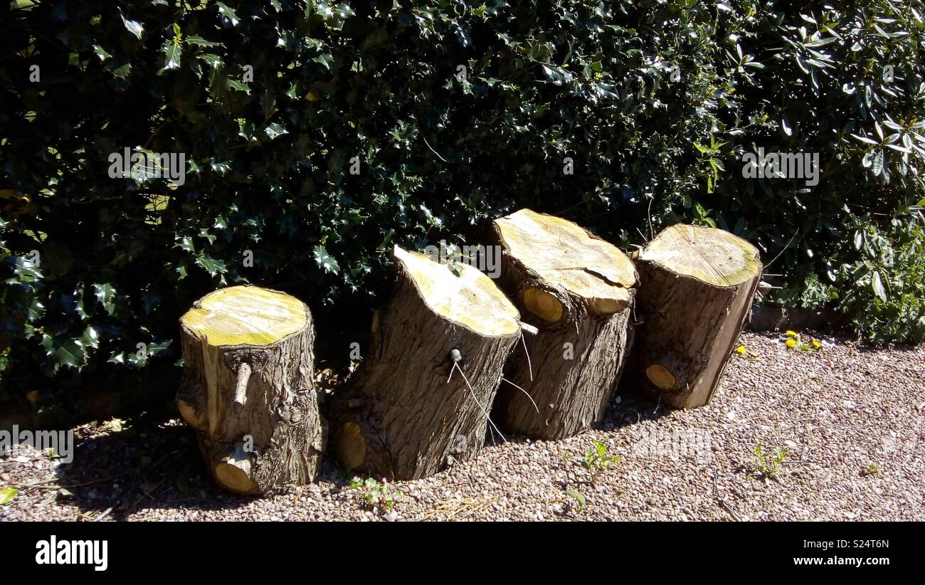 Conifer logs waiting to be chopped for firewood, infront of a holly ...