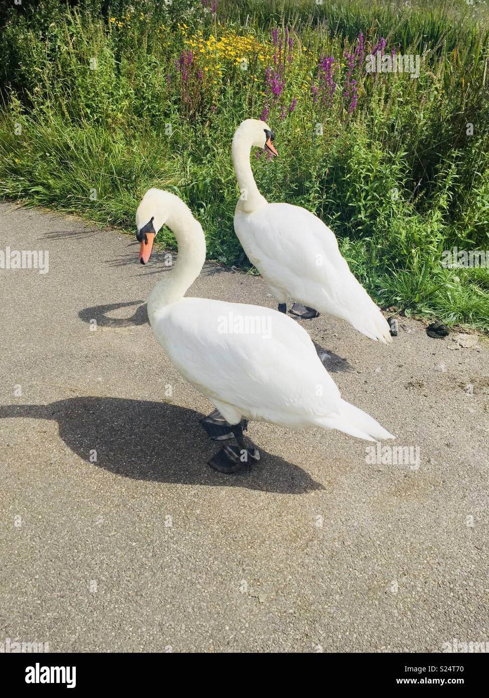 Two white swans looking away from each other at the WWT London Wetlands ...
