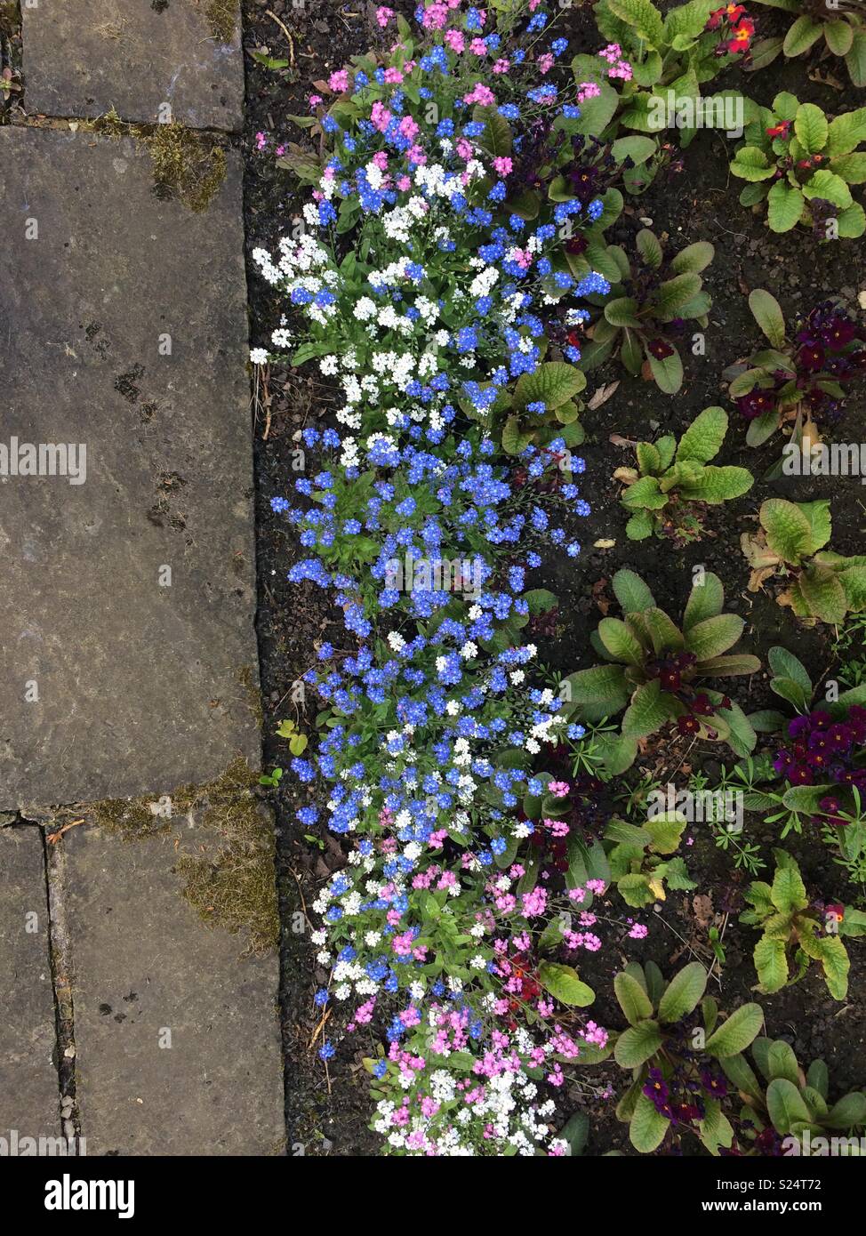 Assorted flowers hi-res stock photography and images - Alamy