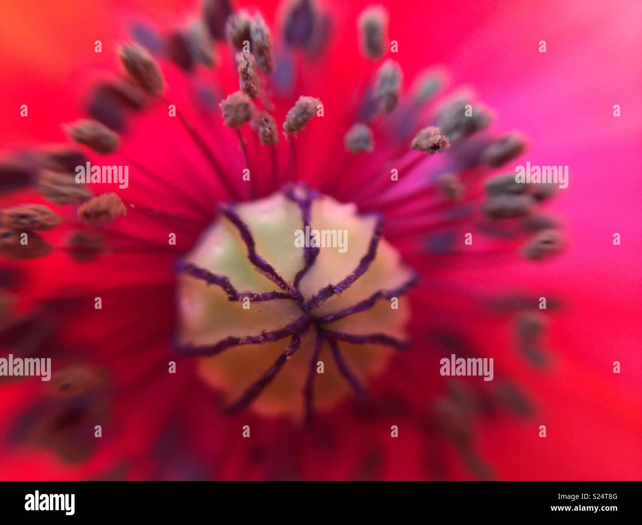 Centre of a poppy hi-res stock photography and images - Alamy