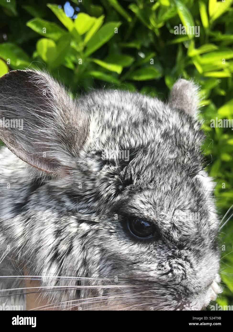 Kanima South America