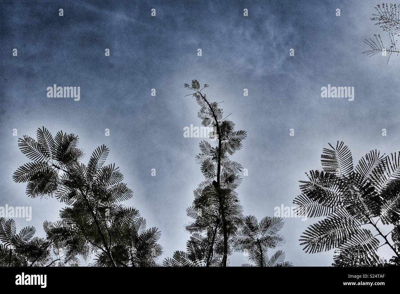 Tree fern shadow hi-res stock photography and images - Alamy