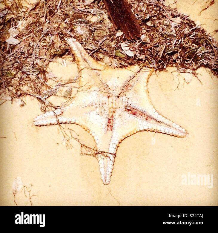 Australian starfish hi-res stock photography and images - Alamy