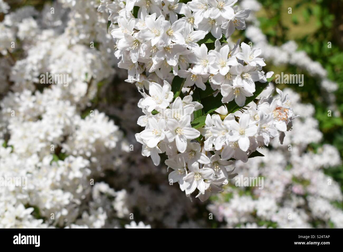 Pretty white hi-res stock photography and images - Alamy