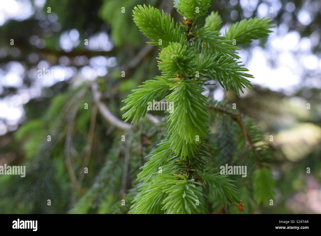 Pine fir tree Stock Photo - Alamy