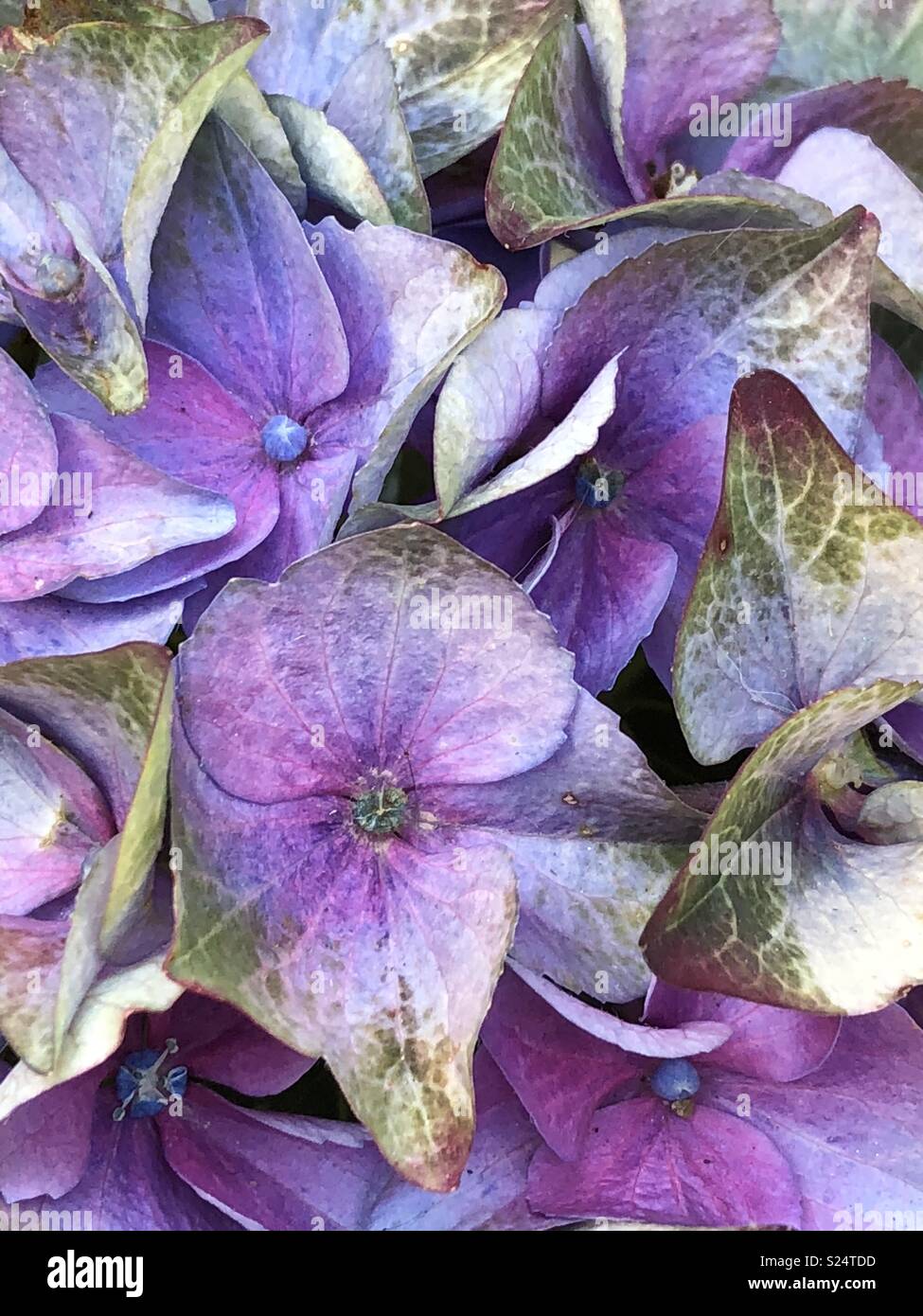 Hydrangea close up Stock Photo - Alamy