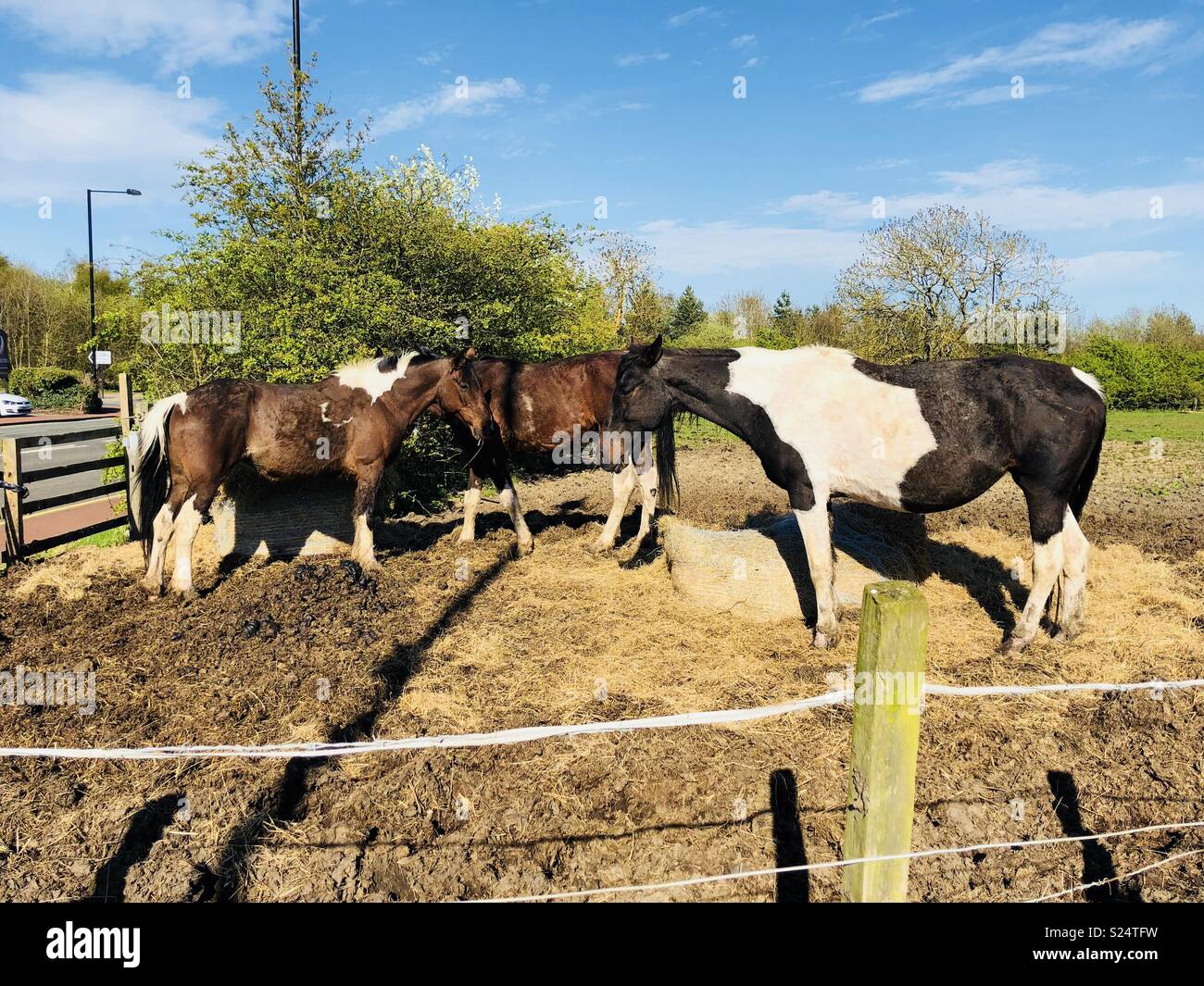 Three foals hi-res stock photography and images - Alamy