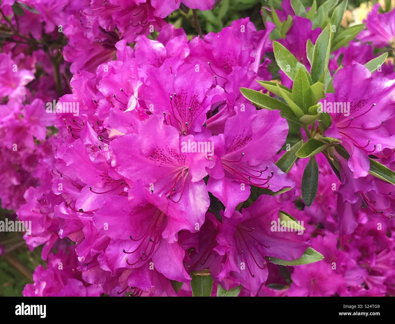 Blue azalea flowers hi-res stock photography and images - Alamy