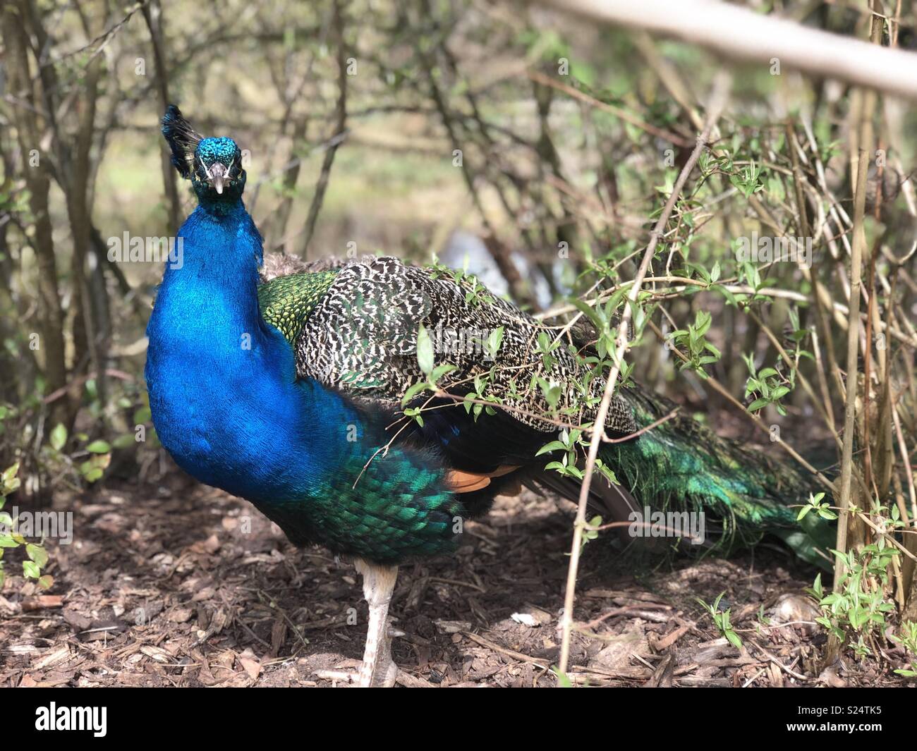Peacocking High Resolution Stock Photography and Images - Alamy