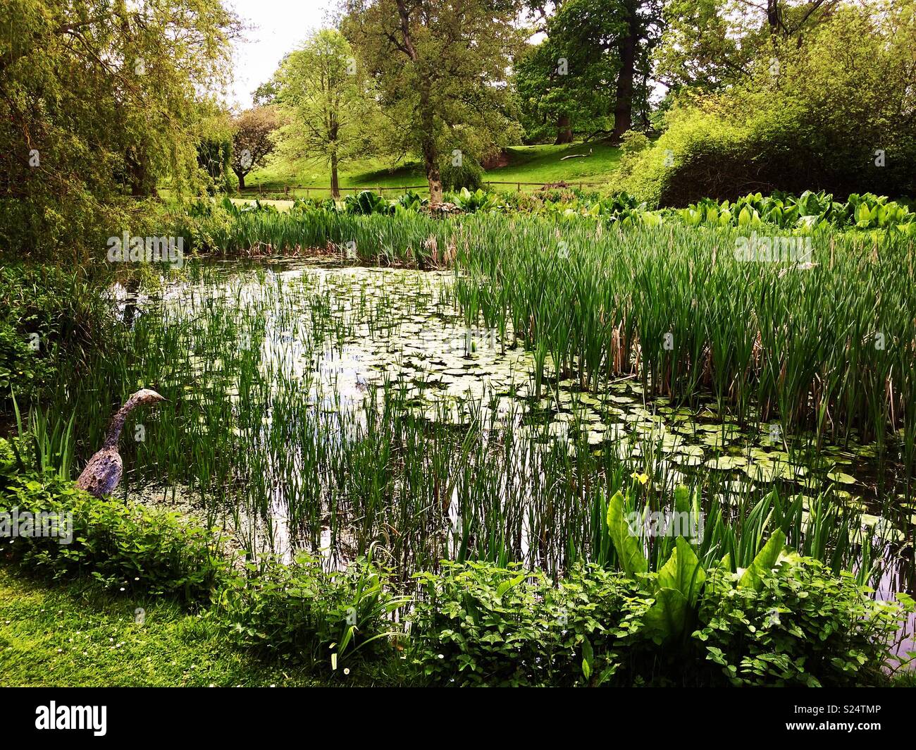 Pond lilly hi-res stock photography and images - Alamy