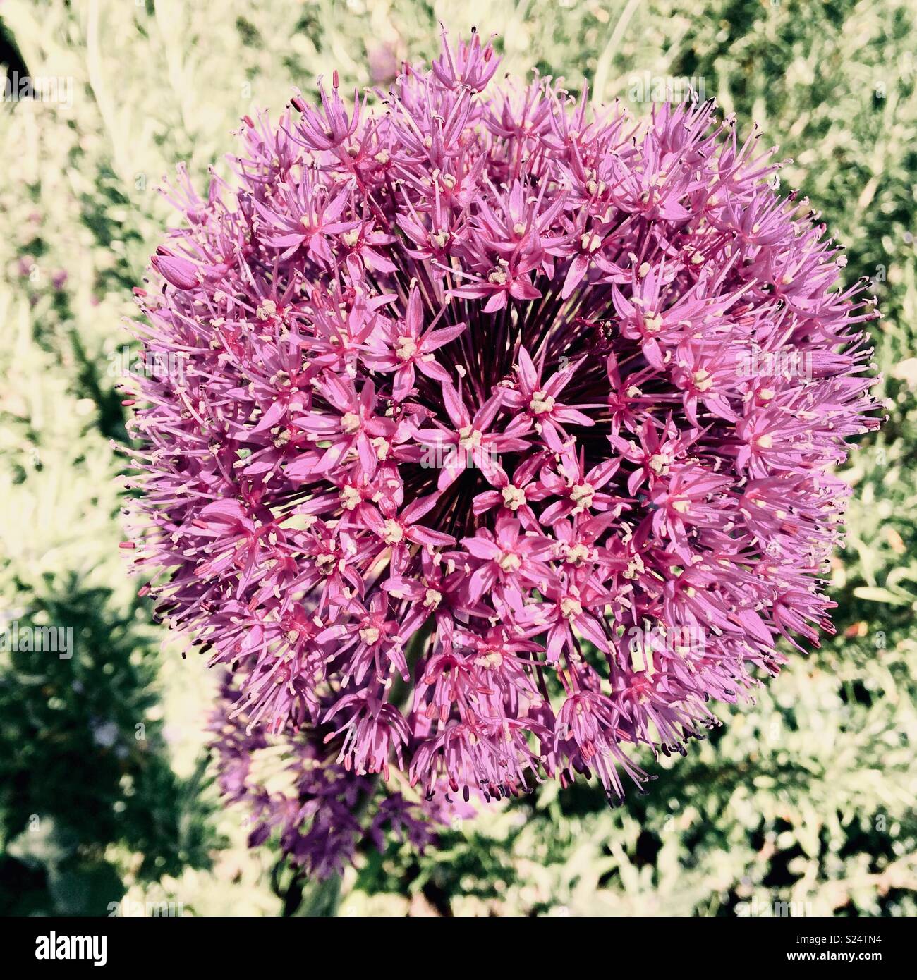 Spherical ball flower hi-res stock photography and images - Alamy