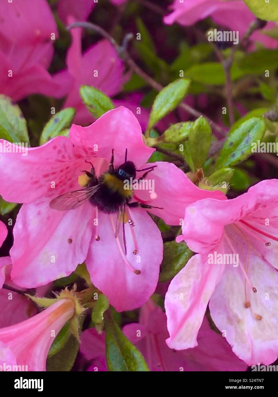 Bumble bee in azalea covered in pollen Stock Photo - Alamy