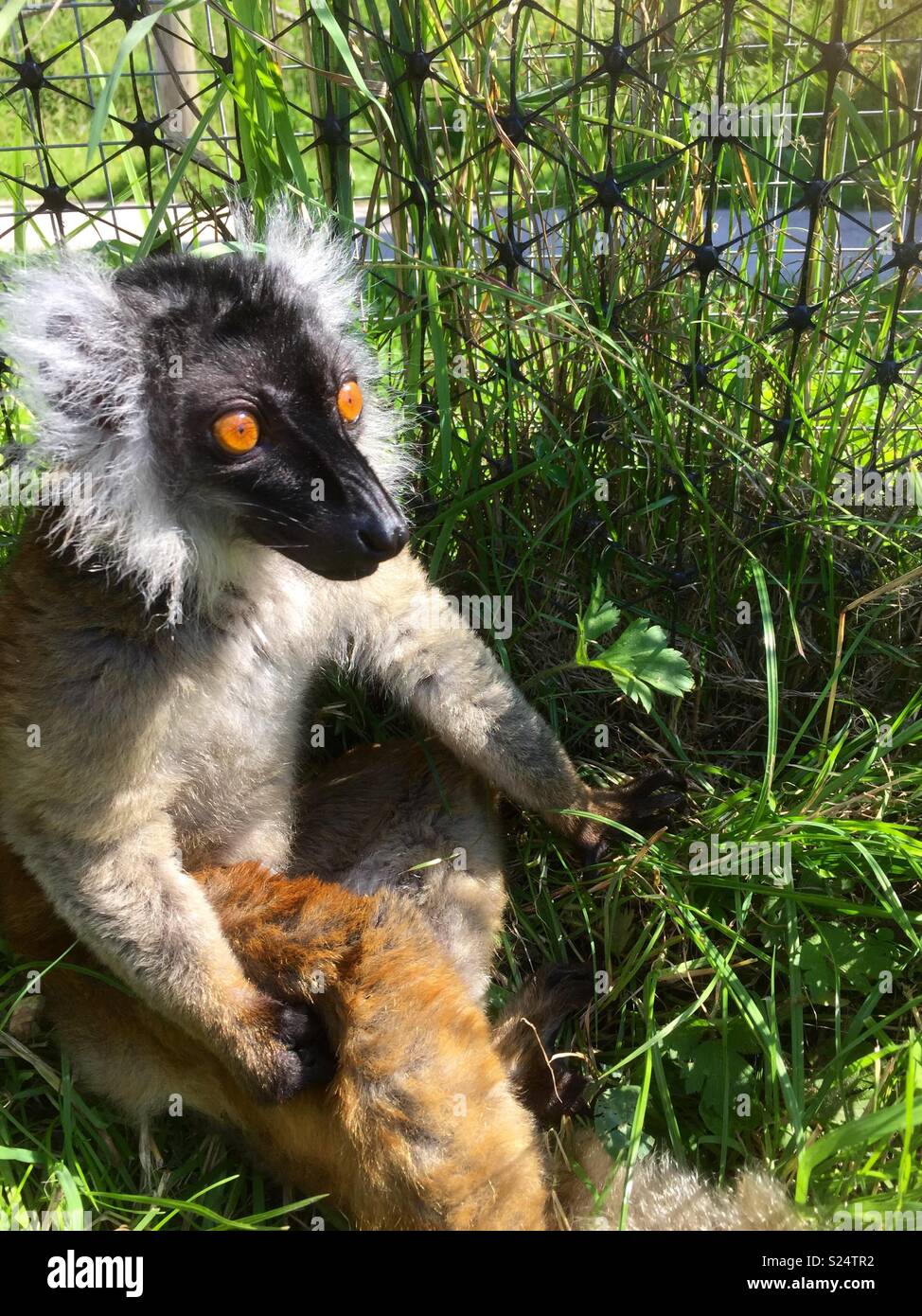 Lemur relaxing of animal hi-res stock photography and images - Alamy