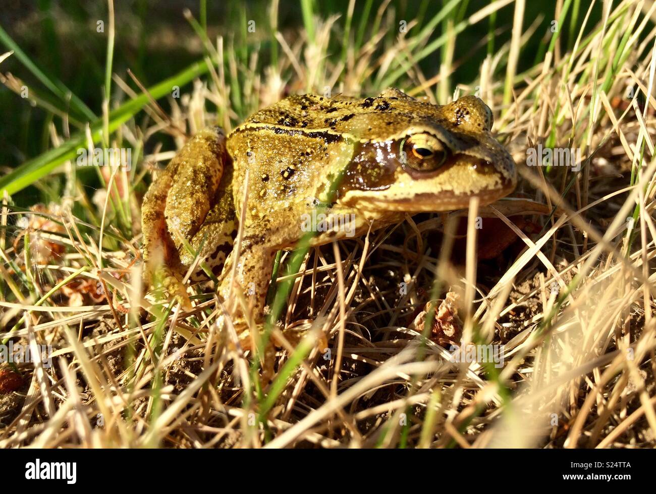 Frog hiding in grass Stock Photo - Alamy