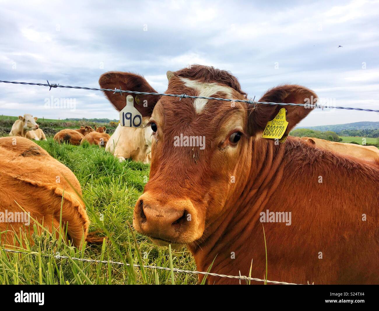 Cow calf milk hi-res stock photography and images - Alamy