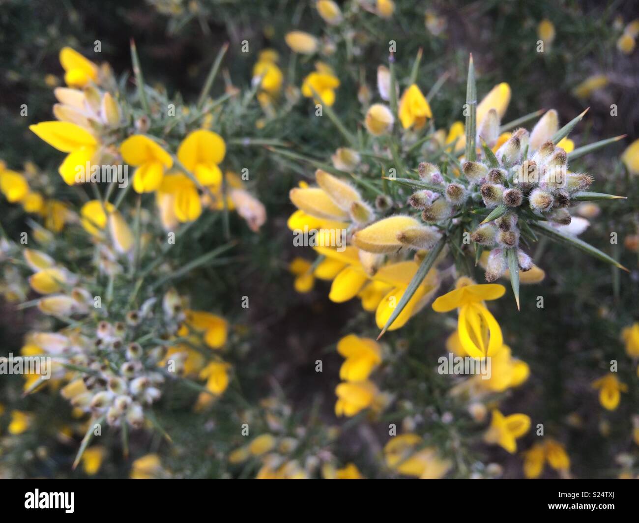 Ireland gorse hi-res stock photography and images - Alamy