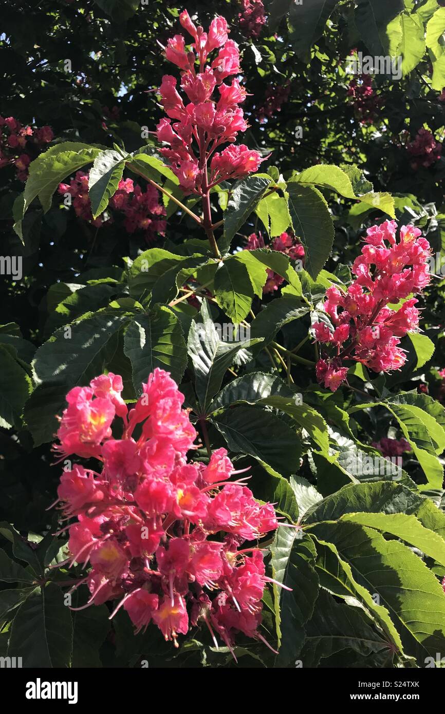 Chestnut in bloom hi-res stock photography and images - Alamy