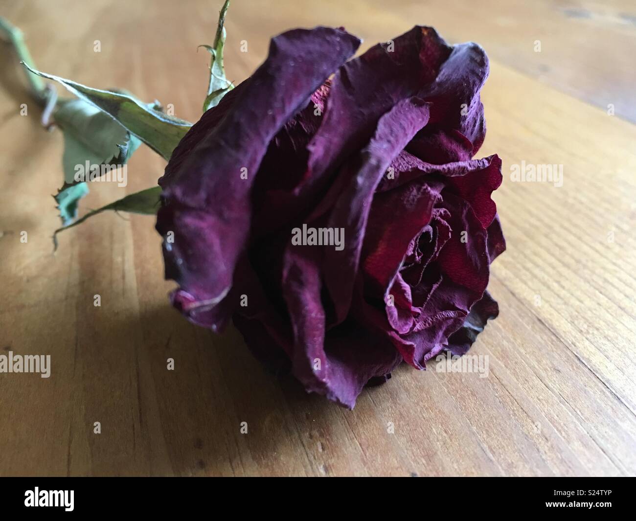 Dried red rose Stock Photo - Alamy