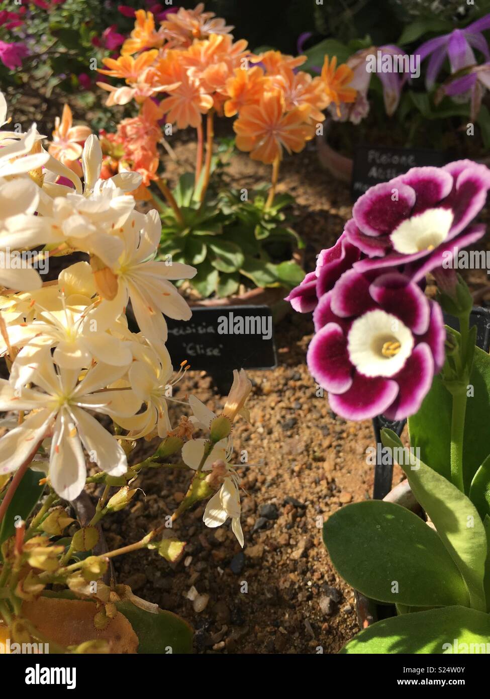 Mixed alpine flowers hi-res stock photography and images - Alamy