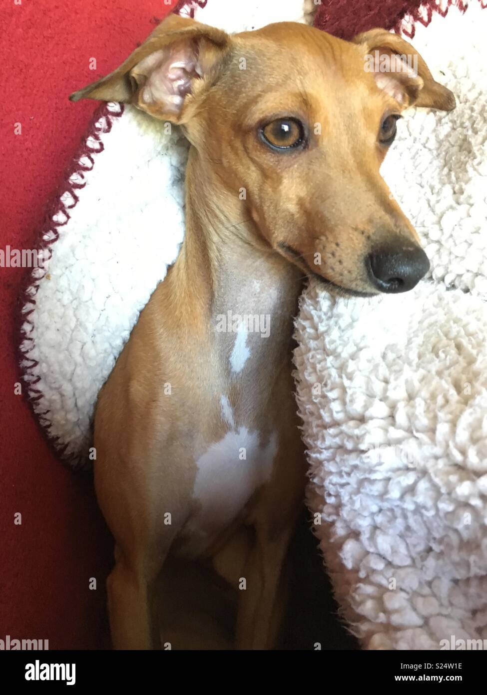 Italian Greyhound Kermit Landshark