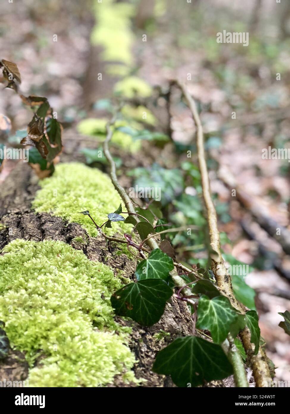 Inside a forest hi-res stock photography and images - Alamy