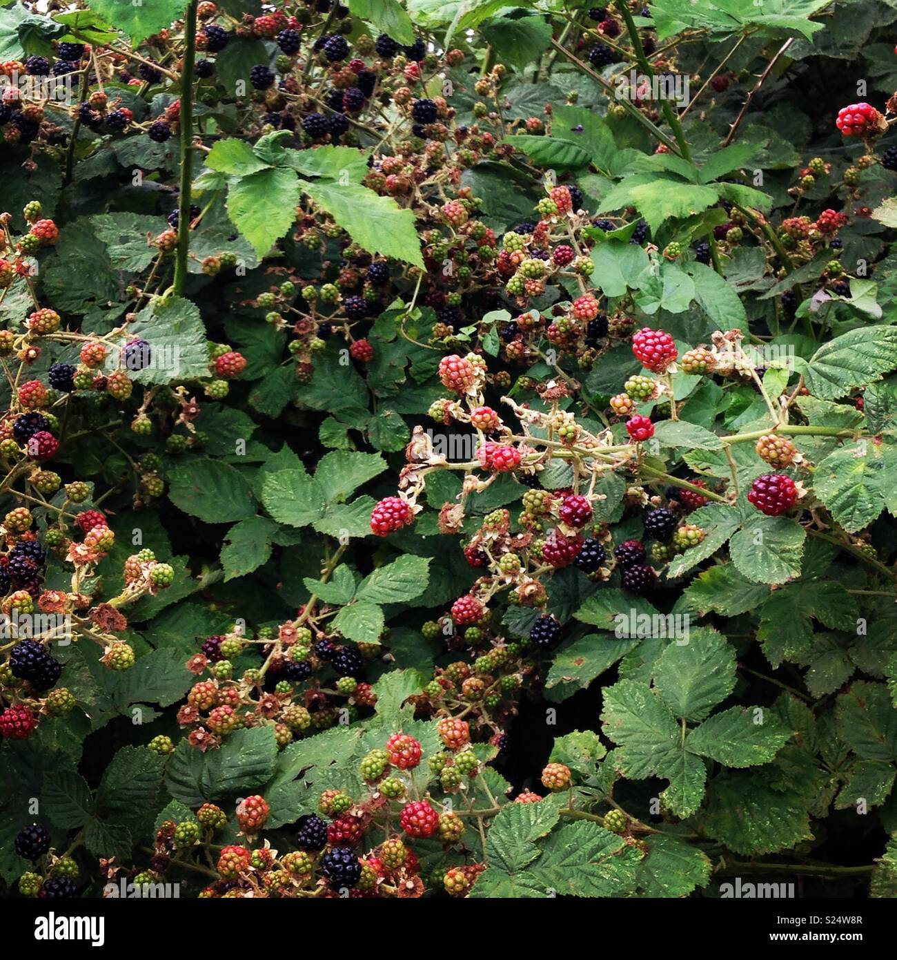 Hedgerow bush hi-res stock photography and images - Alamy