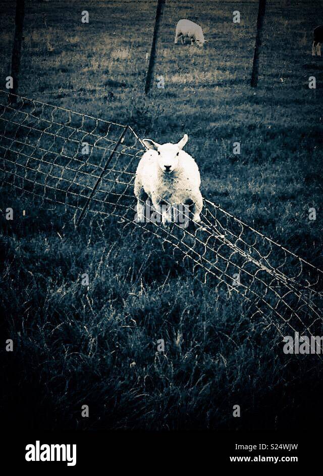 Distressed lamb stuck in a wire fence (the lamb was freed and was not ...
