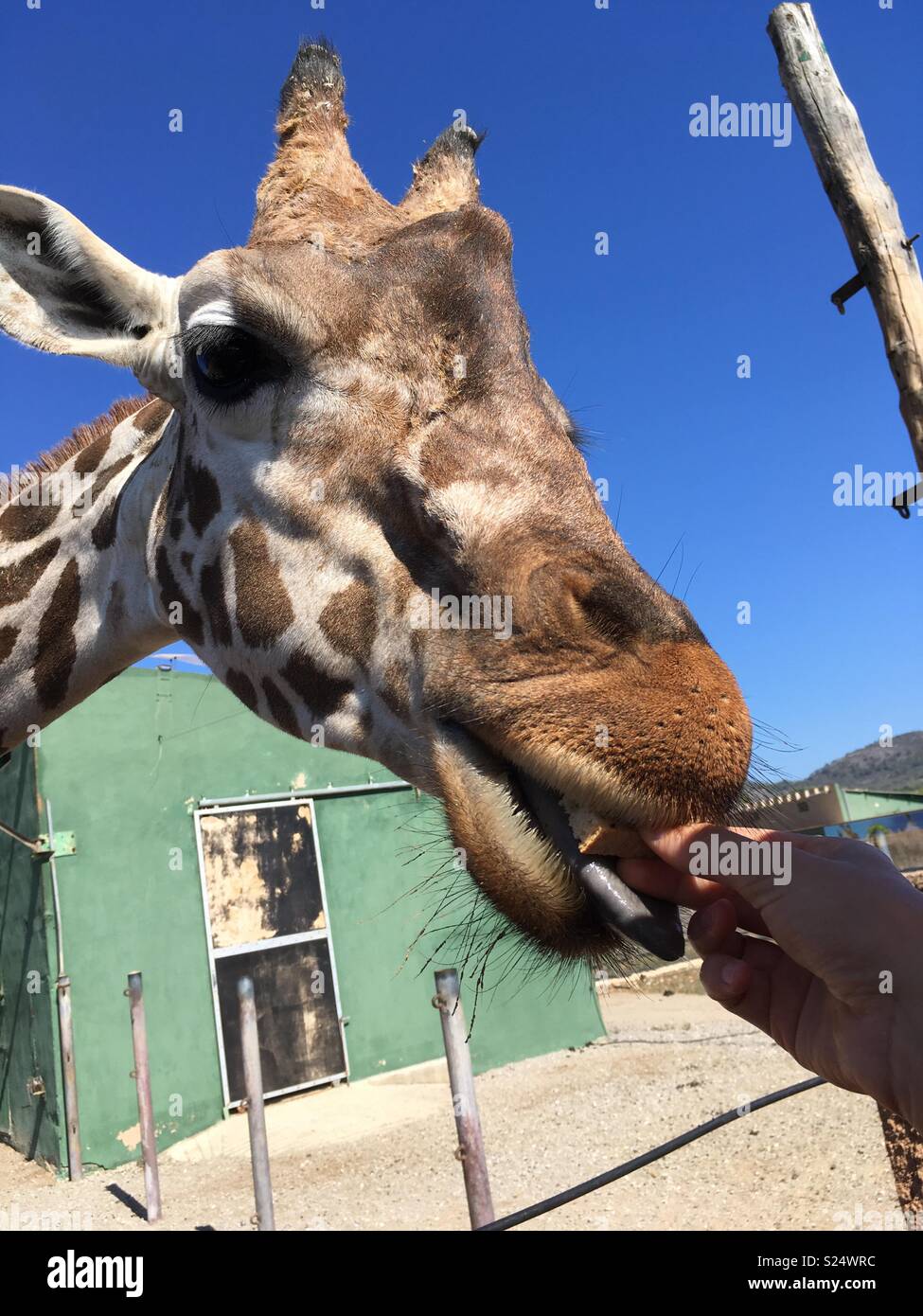 Feeding the Giraffe Stock Photo - Alamy