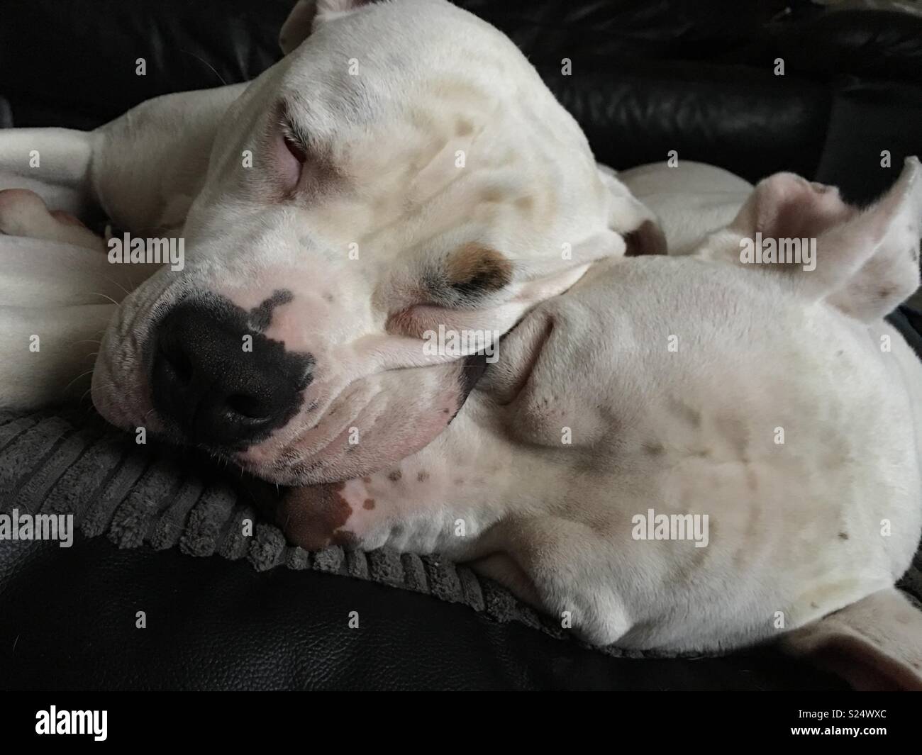 Sleepy time hi-res stock photography and images - Alamy