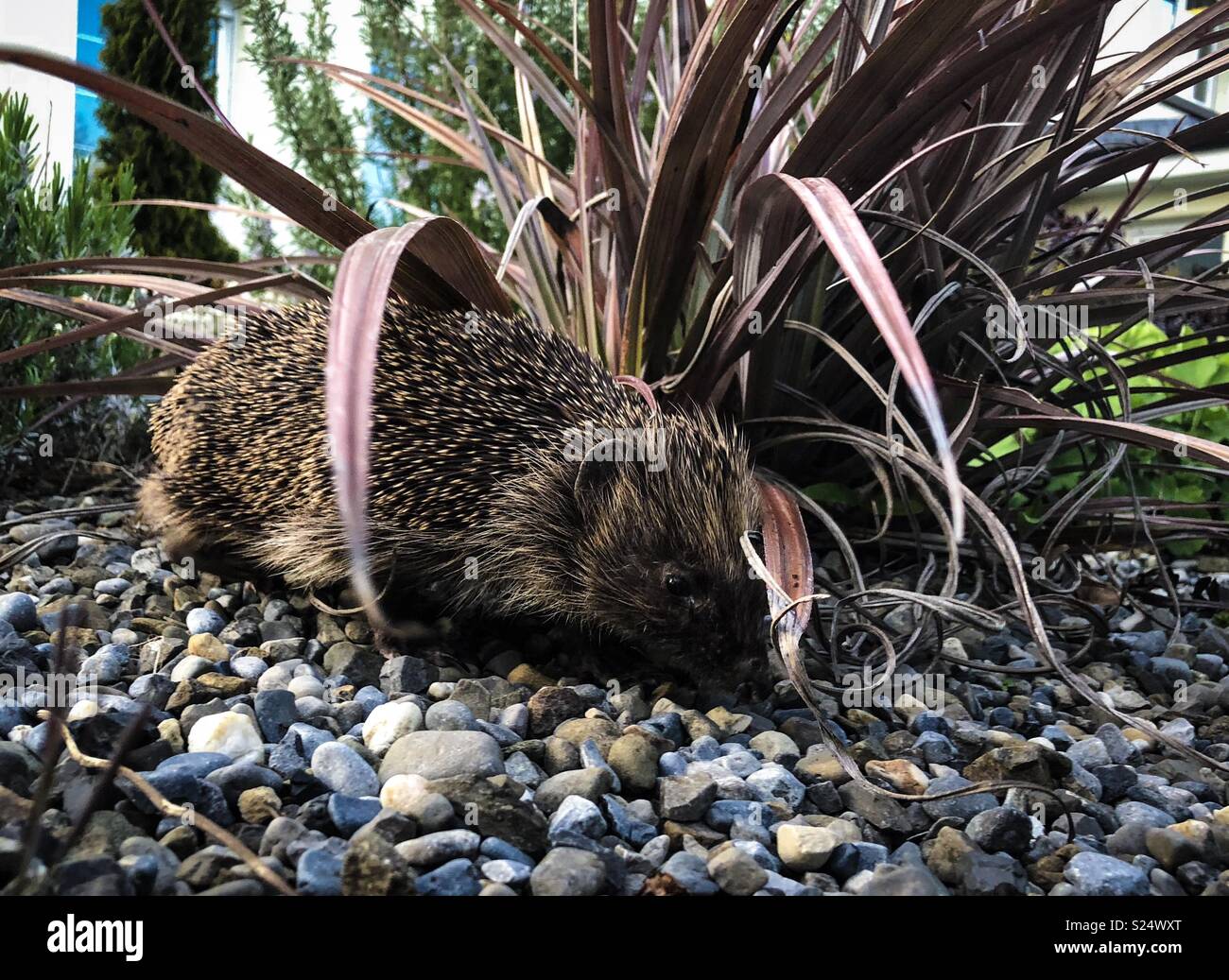 Garden hedgehog hi-res stock photography and images - Alamy