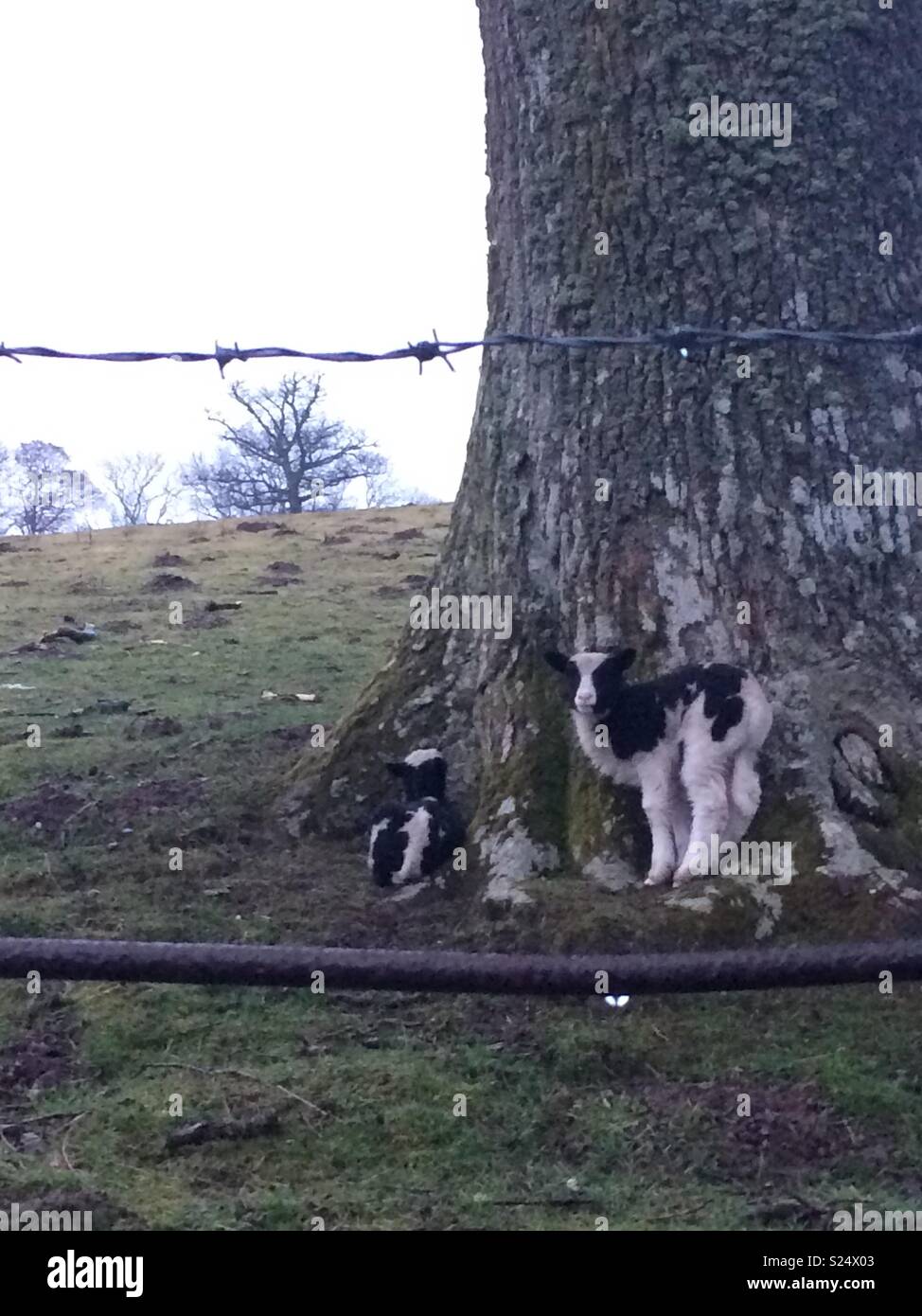 Tree lambs hi-res stock photography and images - Alamy